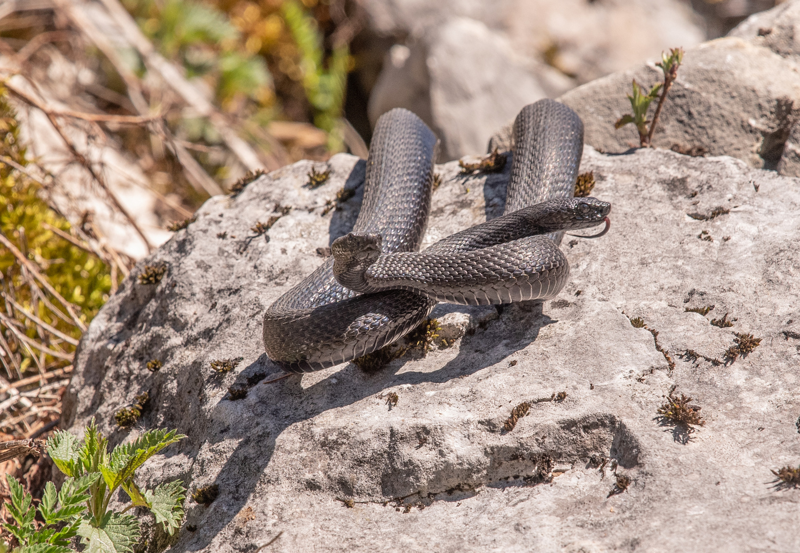 Kommentkampf Aspisviper 01_DSC5520 Foto & Bild | jahreszeiten, frühling ...