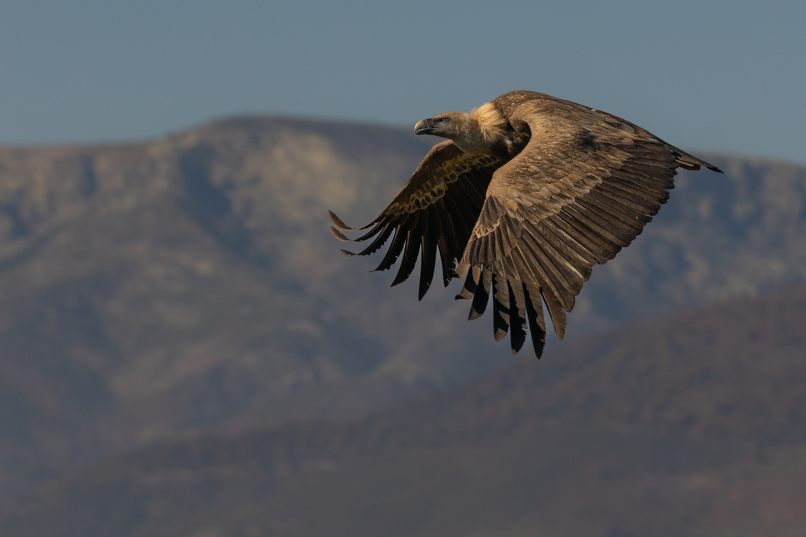 Kommt da schon der Pleitegeier? Foto & Bild | natur, landschaft ...