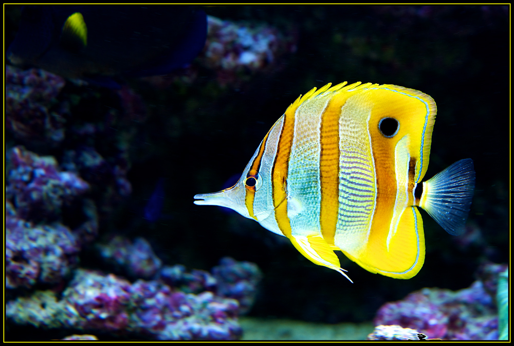 Kommt ein Fisch macht Blub...... Foto & Bild | tiere, zoo, wildpark ...