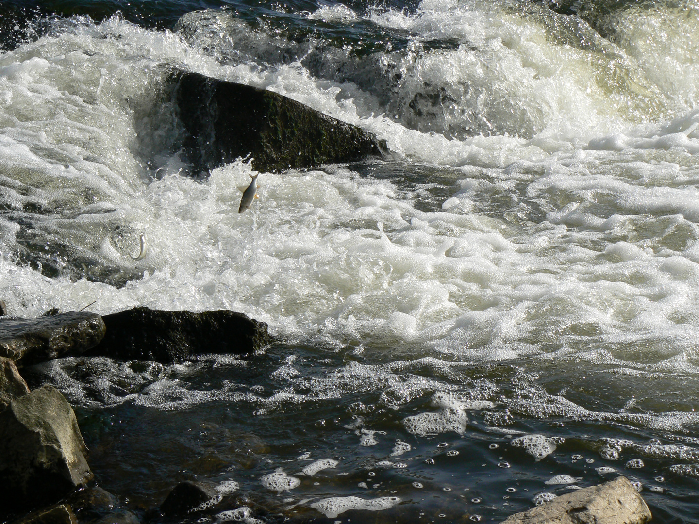 kommt ein fischlein gesprungen.. Foto & Bild | landschaft, wasserfälle ...