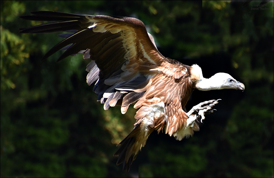 Kommt ein Geier geflogen... Foto & Bild | sommer, frühling, natur ...