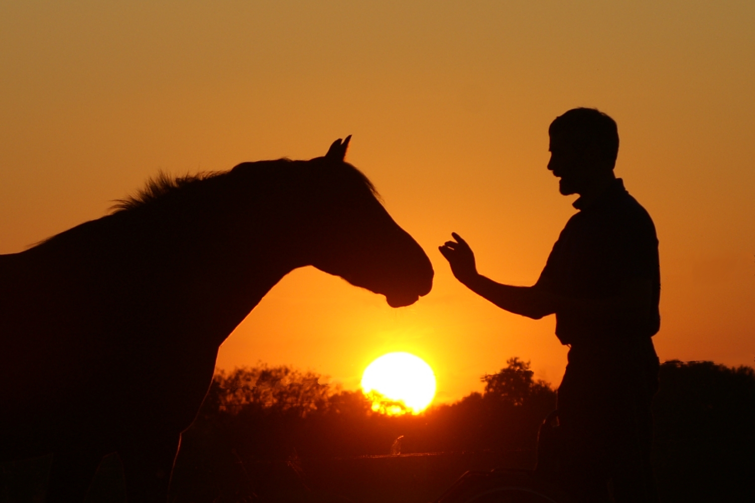 Kommunikation zwischen Pferd und Mensch Foto & Bild | tiere, haustiere ...