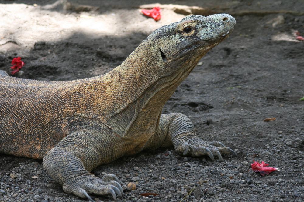 Komodo Waran Foto & Bild | asia, indonesia, southeast asia Bilder auf ...