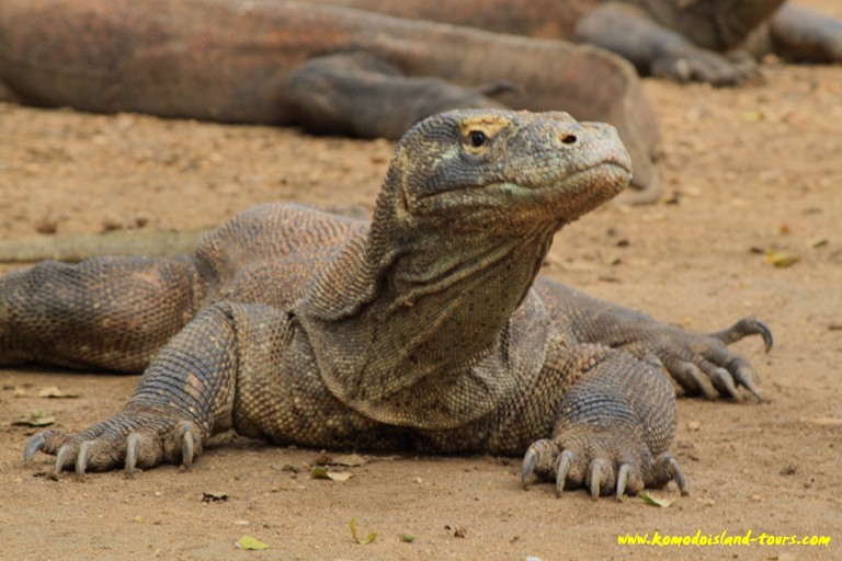 Komodo Waran Foto & Bild | asia, indonesia, southeast asia Bilder auf ...