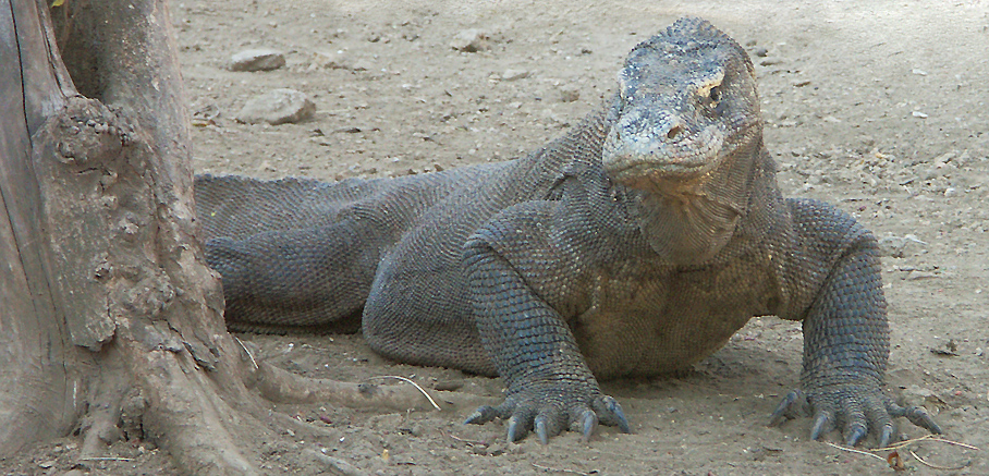 Komodo Waran Foto & Bild | tiere, wildlife, wildlife: sonstige tiere ...