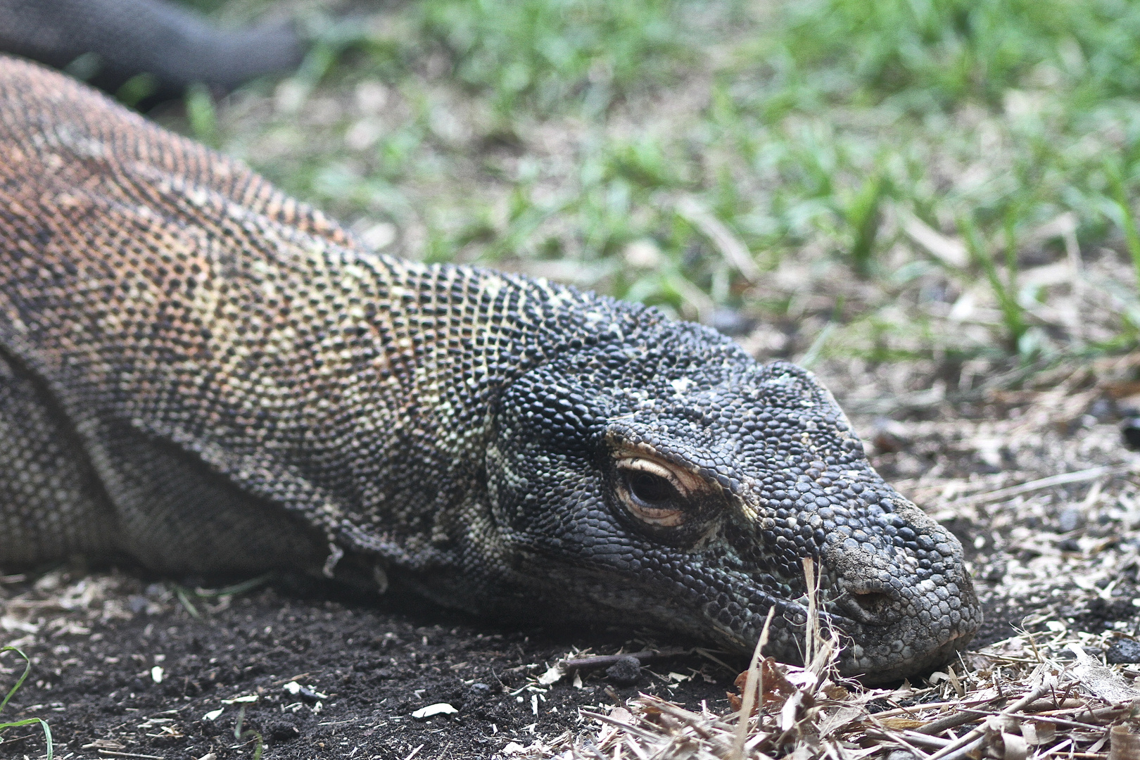 Komodowaran Foto & Bild | tiere, wildlife, amphibien & reptilien Bilder ...
