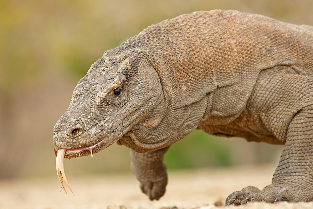 Komodowaran Foto & Bild | tiere, wildlife, amphibien & reptilien Bilder ...