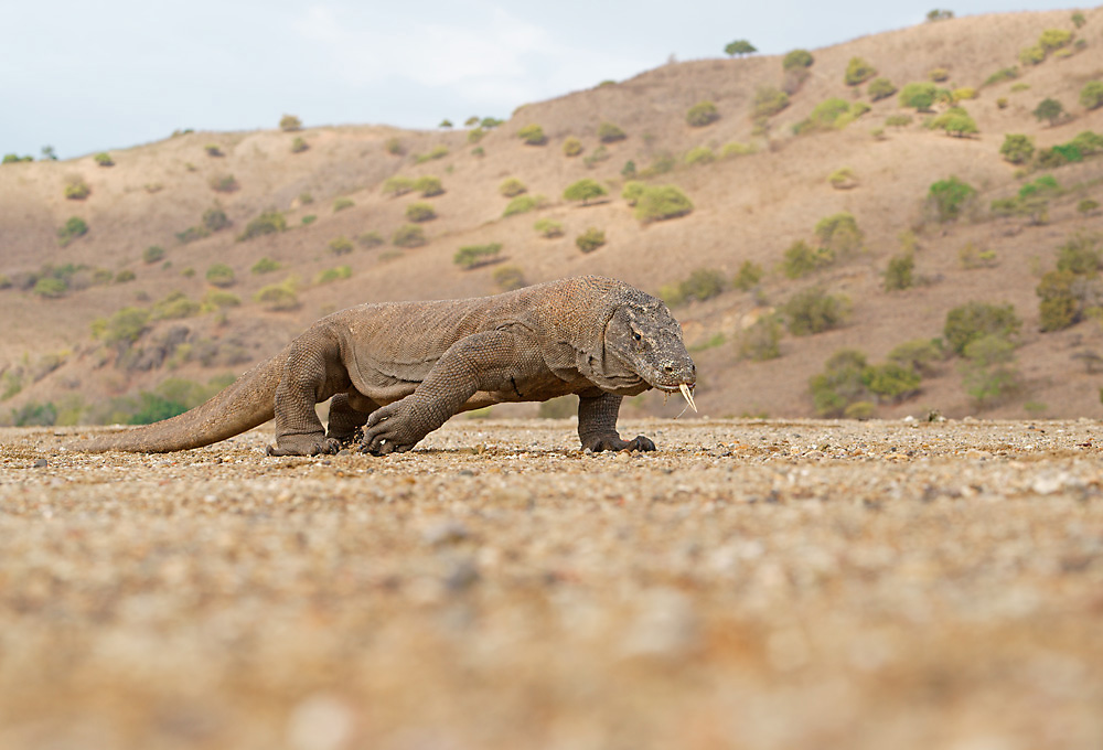 Komodowaran