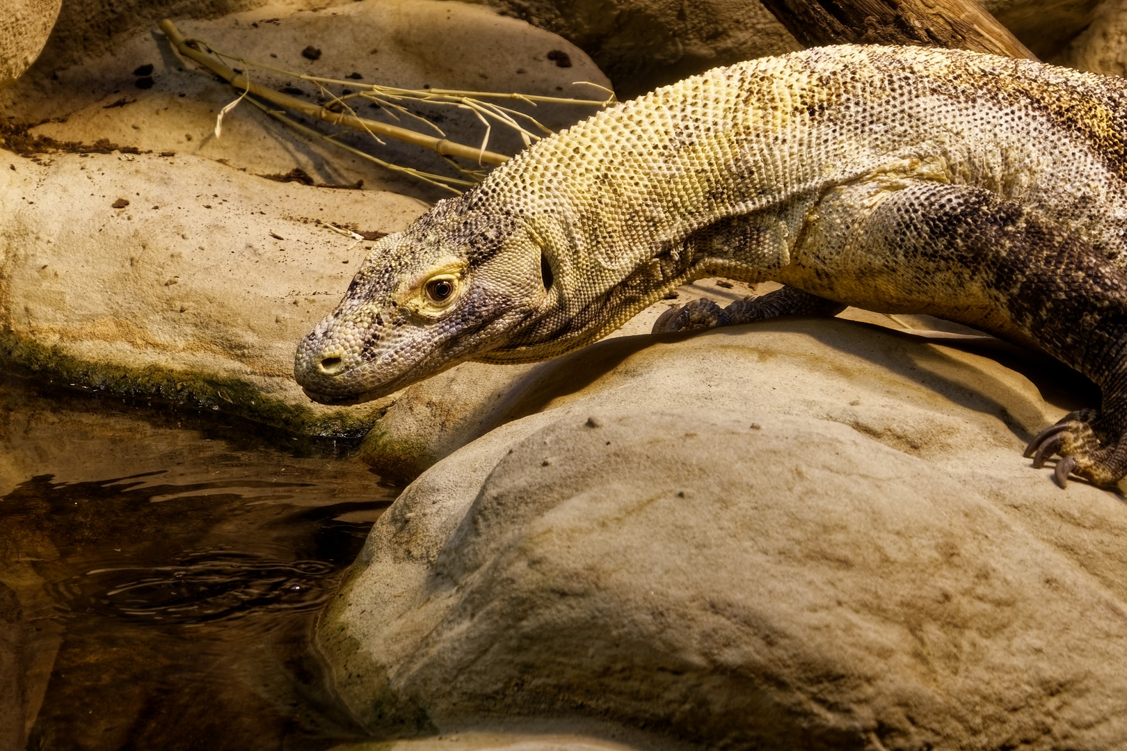 Komodowaran Foto & Bild | tiere, zoo, wildpark & falknerei, amphibien & reptilien Bilder auf ...