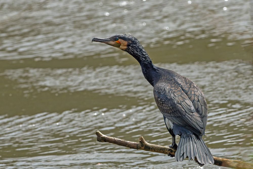 Komoran Foto & Bild | tiere, wildlife, wild lebende vögel Bilder auf ...