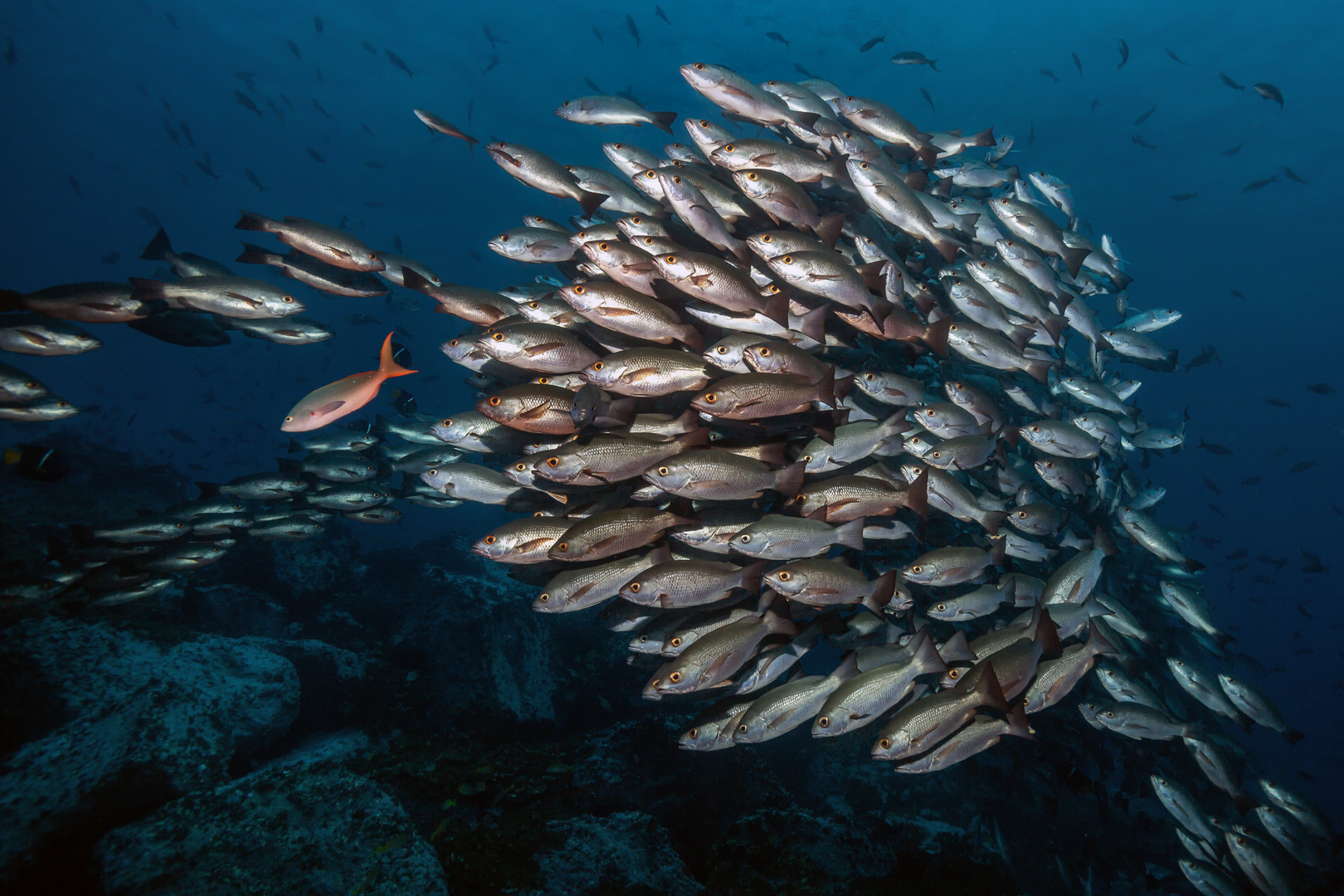 Kompakter Schwarm Foto & Bild | nature, sea, meer Bilder auf fotocommunity