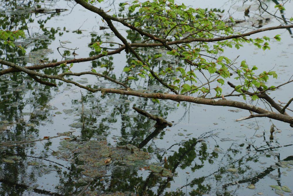 Komposition mit Blatt,Ast und Tümpel Foto & Bild | natur-kreativ ...