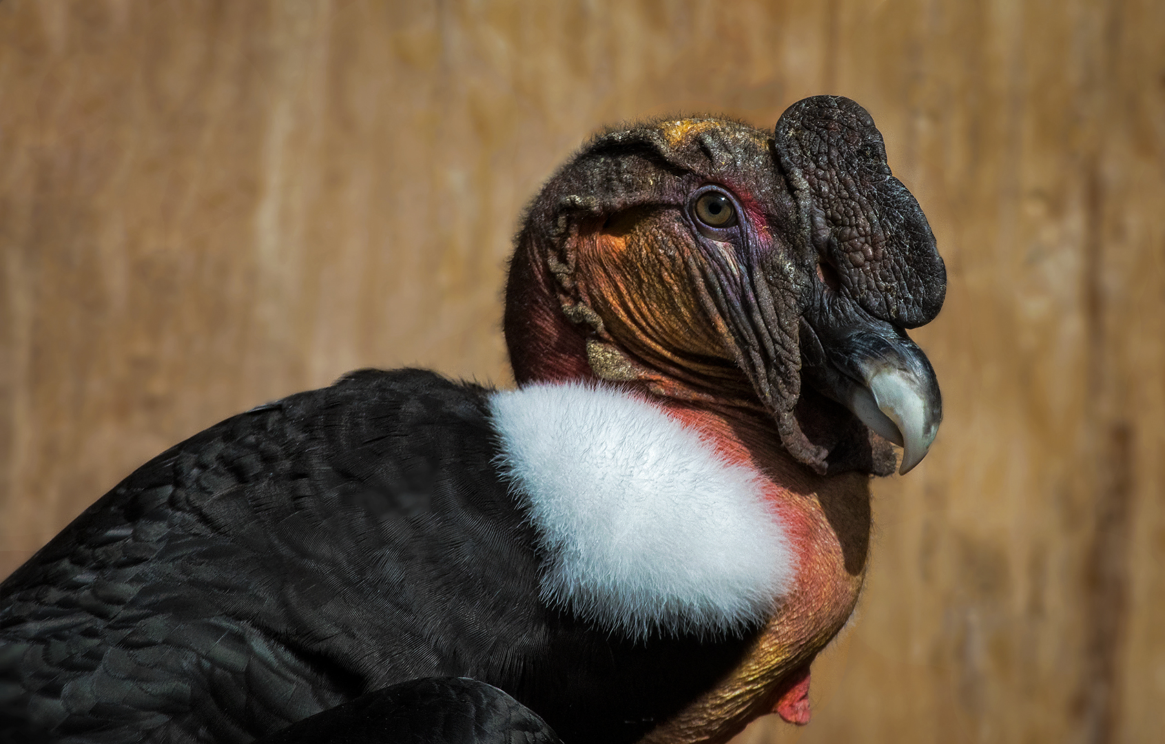 Kondor 001 Foto & Bild | landschaft, lebensräume, sommer Bilder auf ...