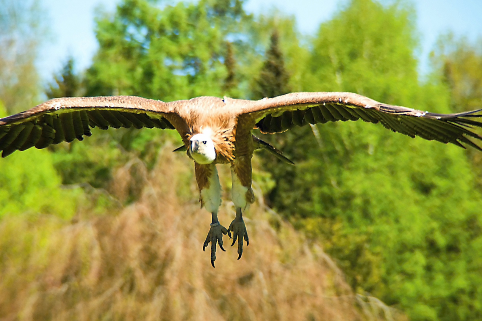 Kondor Foto & Bild | anfängerecke - nachgefragt, nachgefragt ...