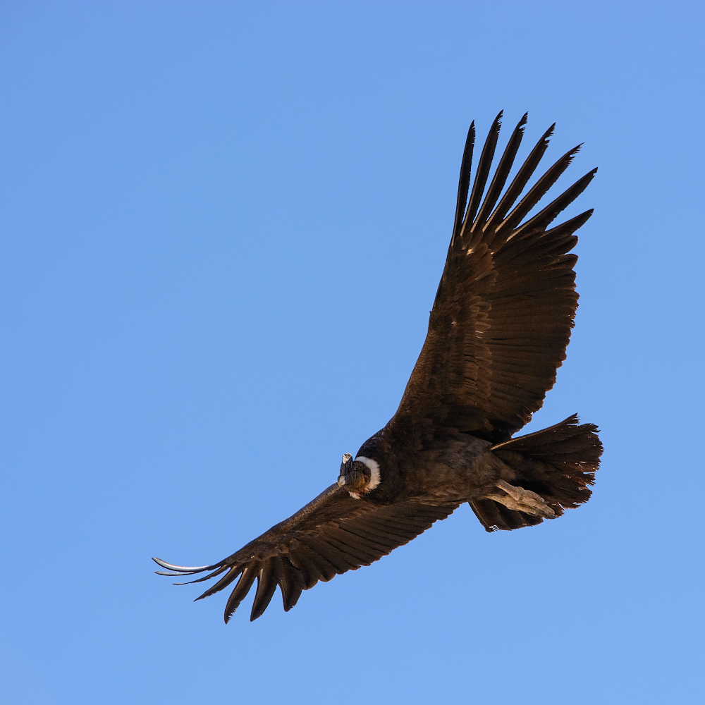 Kondor Foto & Bild | south america, peru, tiere Bilder auf fotocommunity