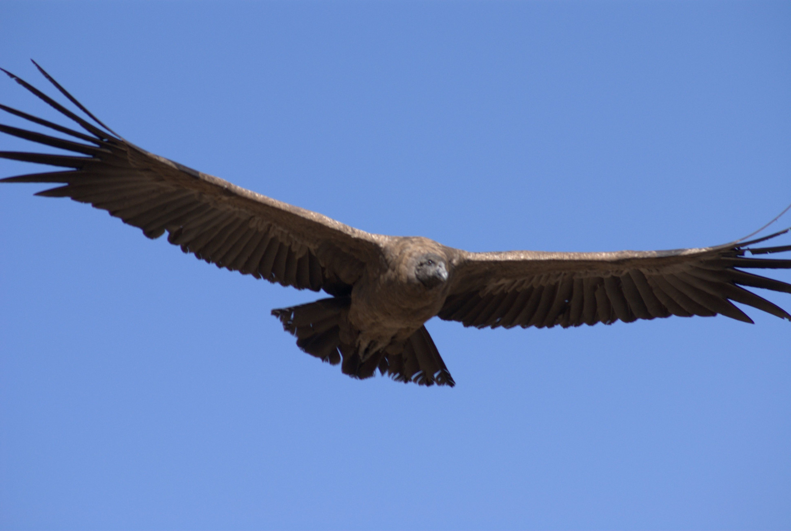 Kondor in Perus Anden Foto & Bild | tiere, wildlife, wild lebende vögel ...