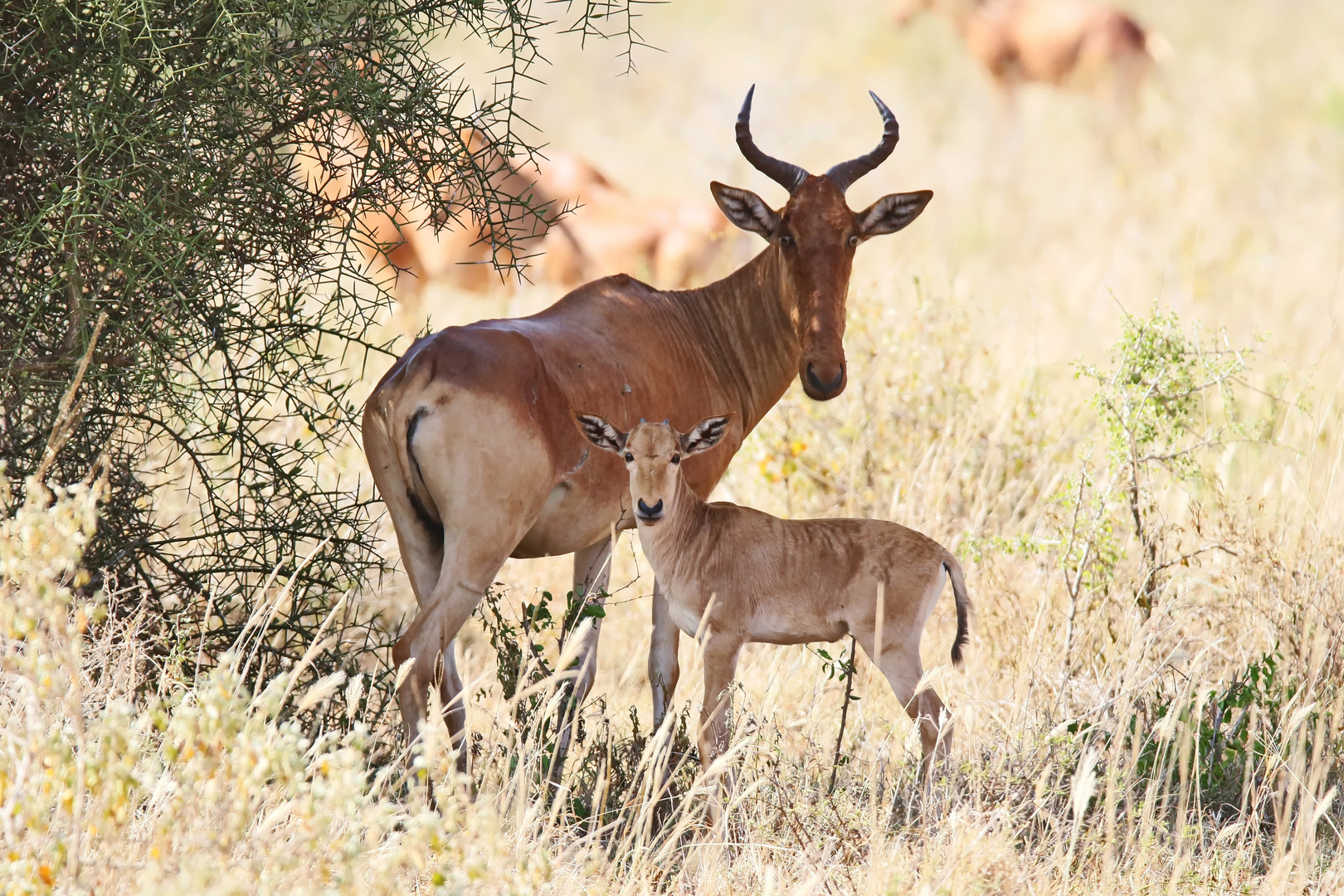 Kongoni-Kuhantilope Foto & Bild | natur, paarhufer, afrika Bilder auf ...