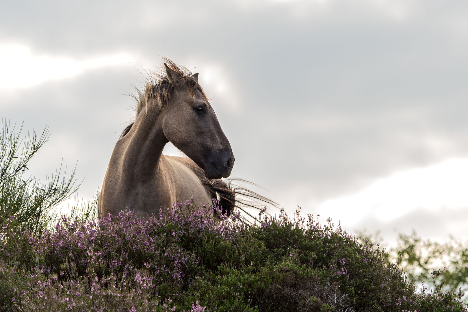 Konik (3) Foto & Bild | tiere, wildlife, säugetiere Bilder auf ...