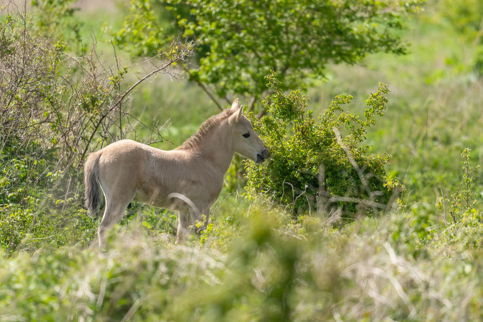 Konik Fohlen Foto & Bild | tiere, wildlife, säugetiere Bilder auf ...