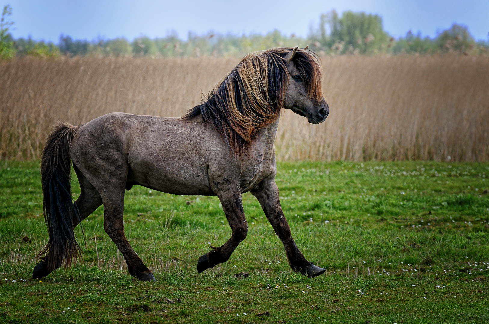 Konik Hengst Foto & Bild | tiere, zoo, wildpark & falknerei, säugetiere ...