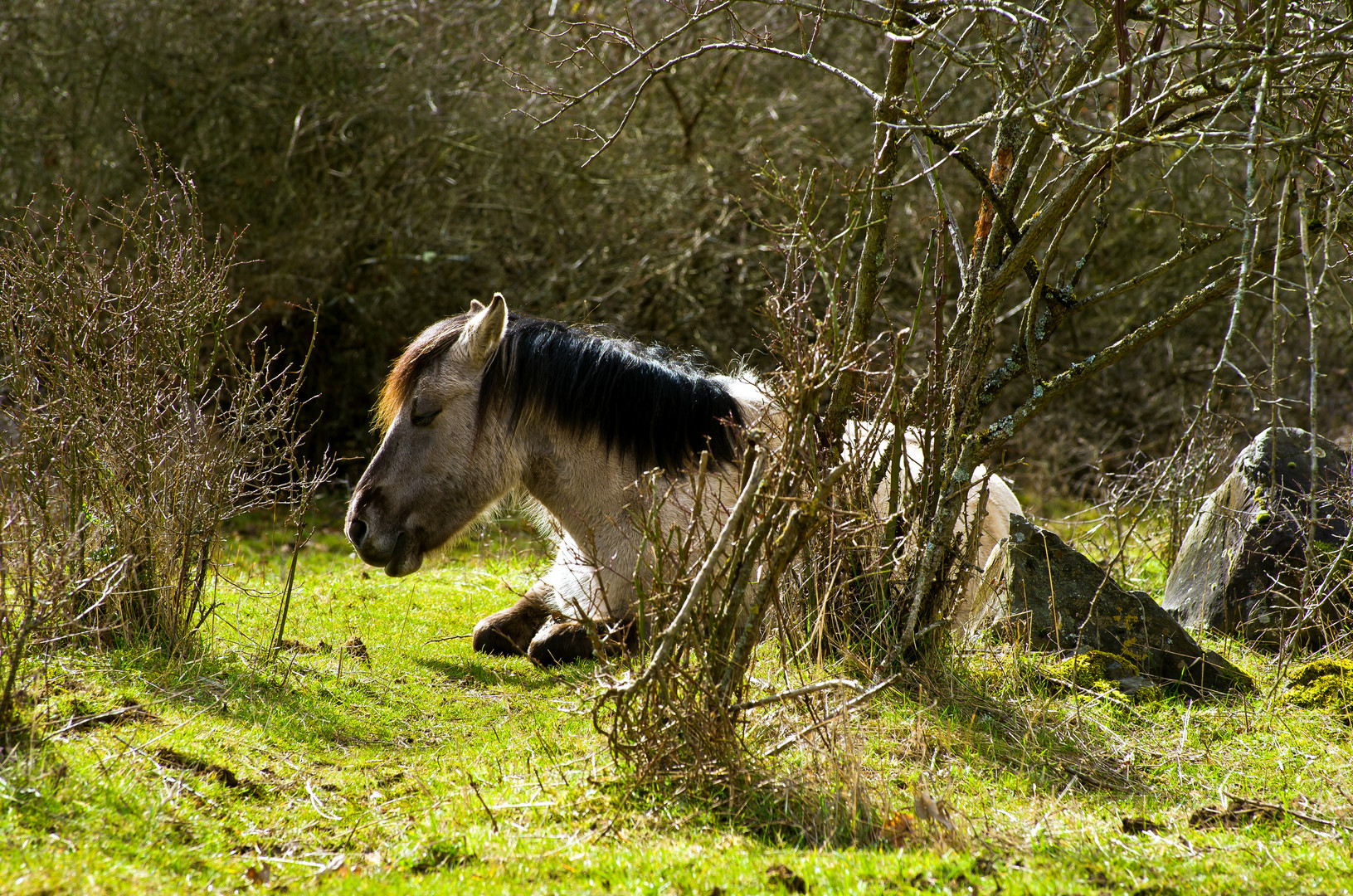 Konik Pferde auf der Schmidtenhöhe, Koblenz Foto & Bild | world ...