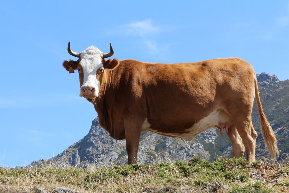 Konkurrenz für die Milka-Kuh. Foto & Bild | europe, france, corsica ...