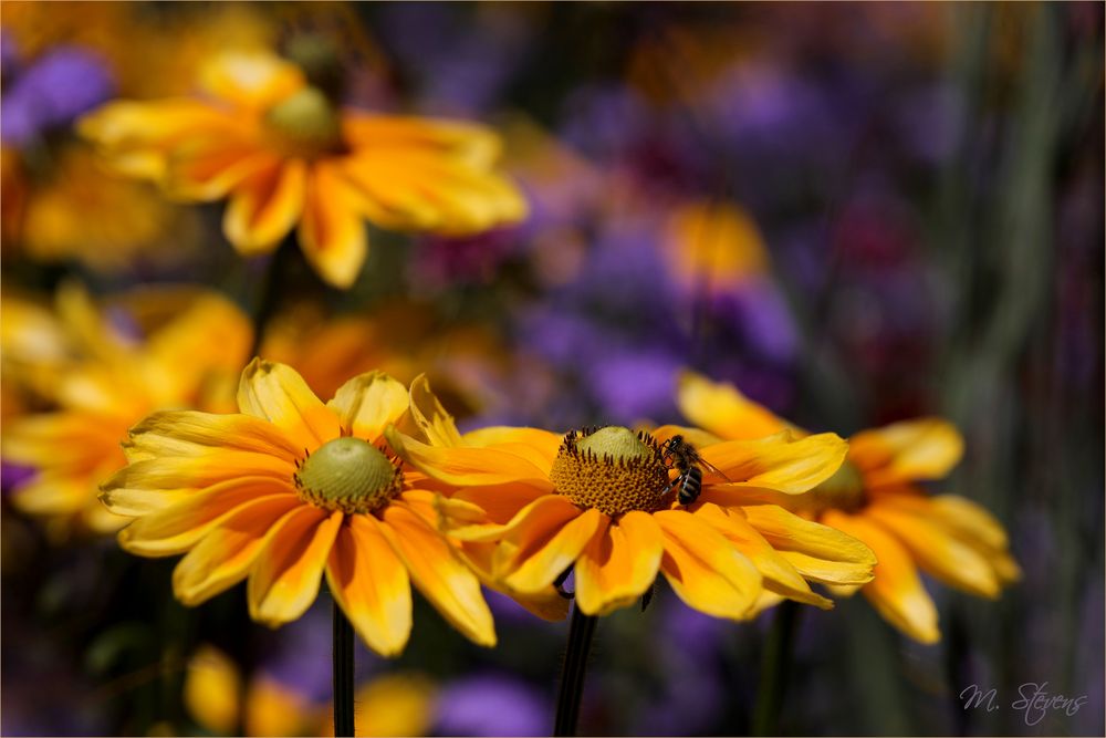 Kontrast Foto & Bild | natur-makros, projekte, natur-kreativ Bilder auf fotocommunity