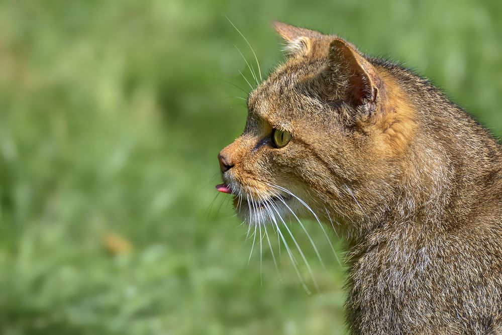 Konzentration Foto & Bild | spezial, natur, katze Bilder auf fotocommunity