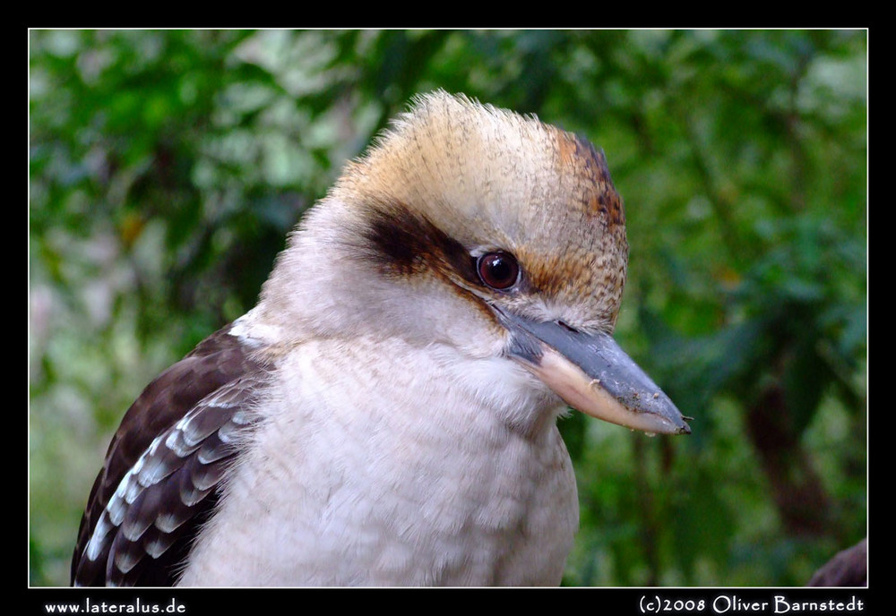 kOOka Foto & Bild | tiere, wildlife, wild lebende vögel Bilder auf ...