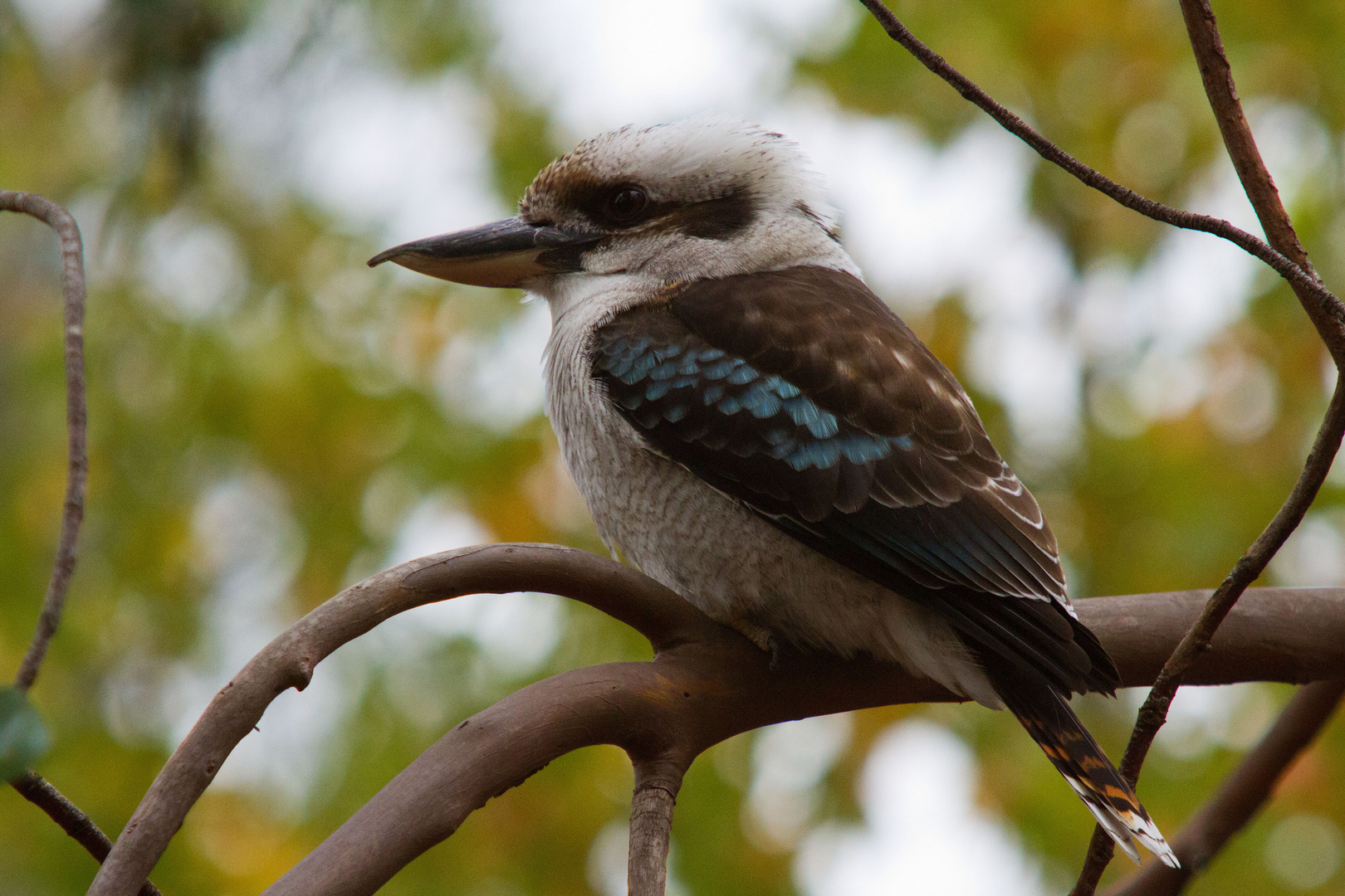 Kookaburra Foto & Bild | natur, tiere, vögel Bilder auf fotocommunity