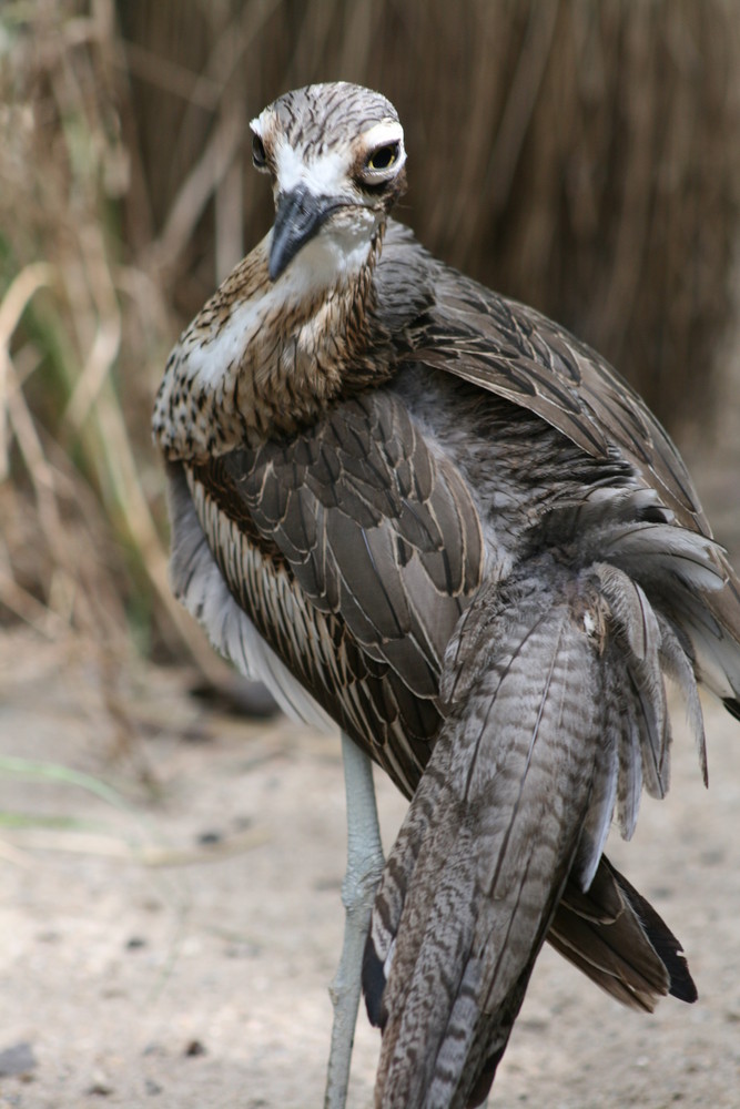 KooLoo Bird photo & image | animals, wildlife, birds images at photo ...