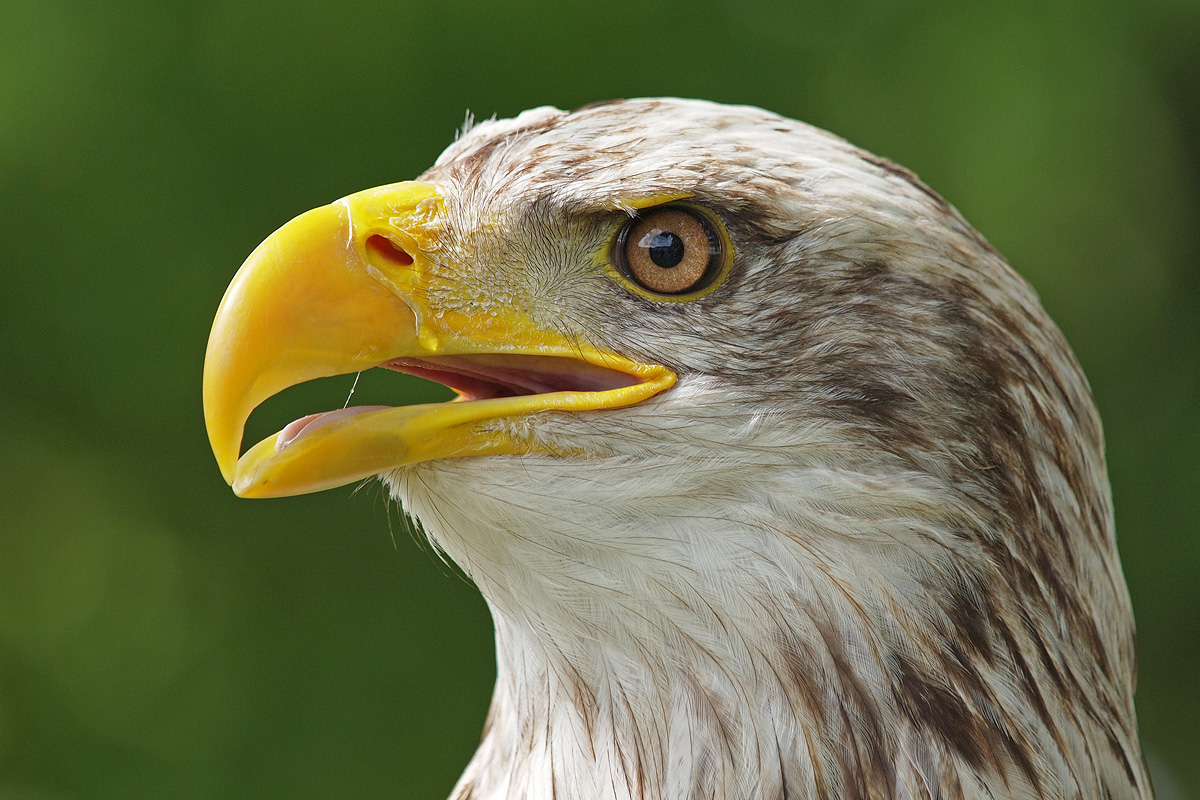 Kopf Foto & Bild | tiere, tierdetails, greifvogel Bilder auf fotocommunity