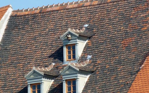 Kopf am Giebel Foto & Bild | deutschland, europe, sachsen- anhalt Bilder auf fotocommunity