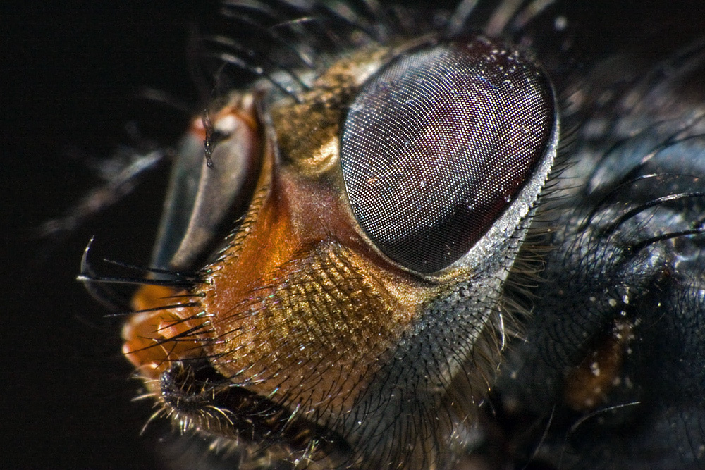 Kopf einer Fliege Foto & Bild | natur-makros, natur-kreativ ...