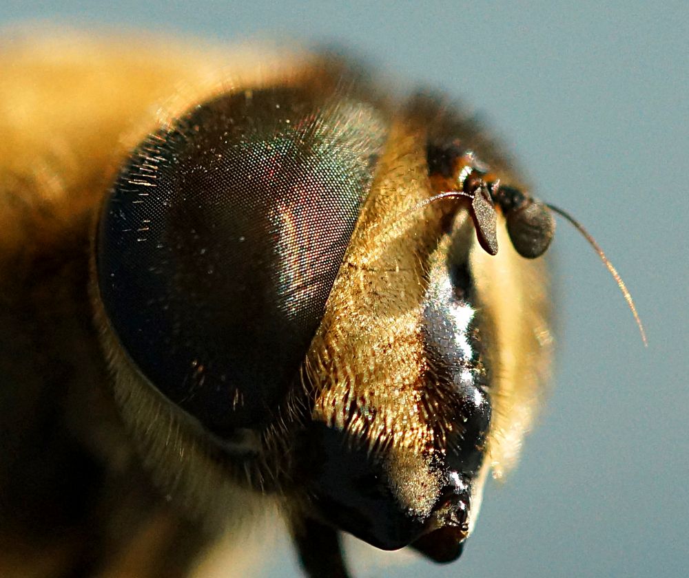 Kopf einer Schwebfliege Foto & Bild | tiere, wildlife, insekten Bilder ...