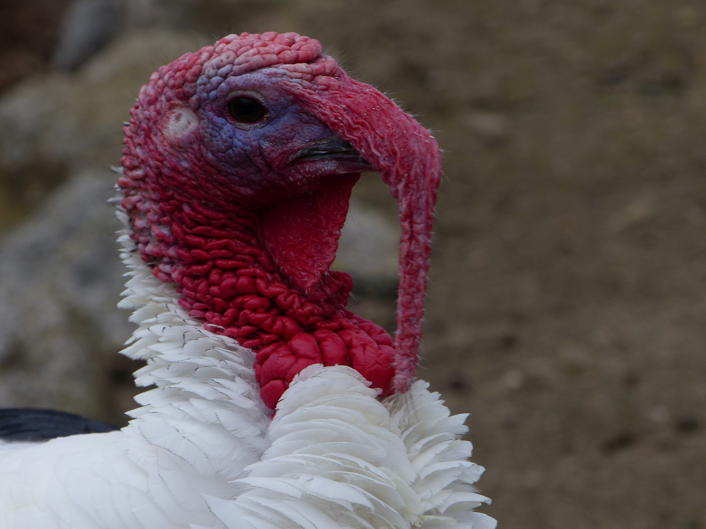 - Kopf hoch Puter - Foto & Bild | tiere, haustiere, nutztiere Bilder ...