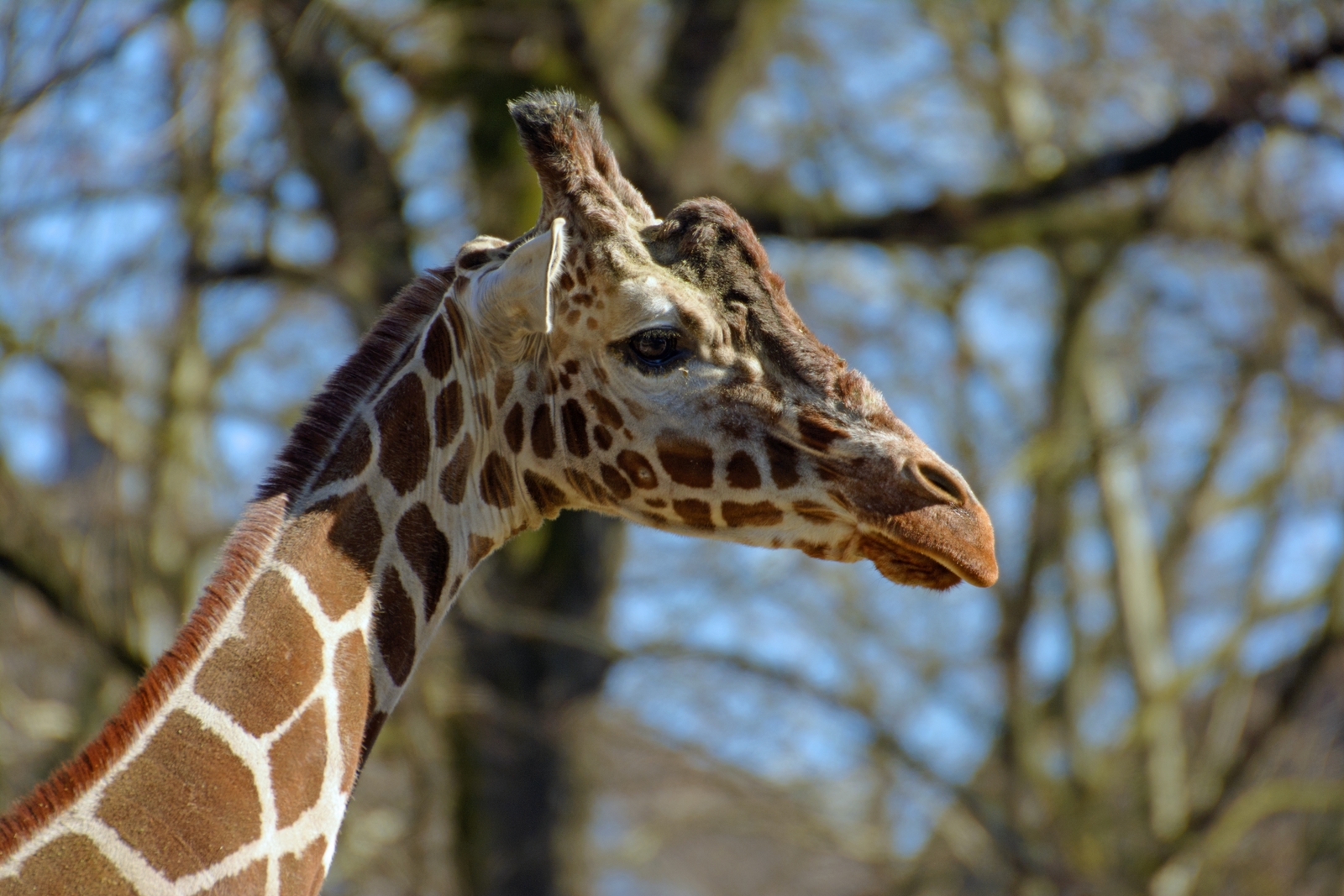 Kopf Porträt. Foto & Bild | tiere, zoo, wildpark & falknerei ...