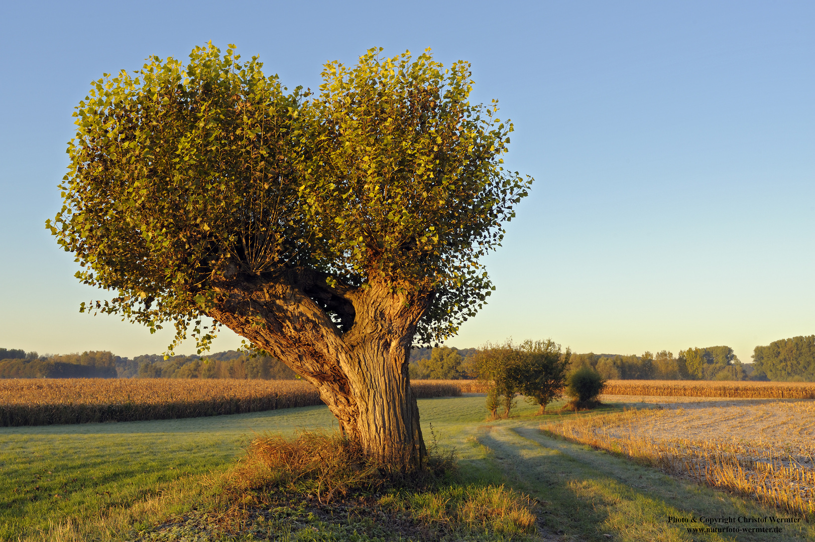 Kopfbaum am Niederrhein (D) Foto & Bild | landschaft ...