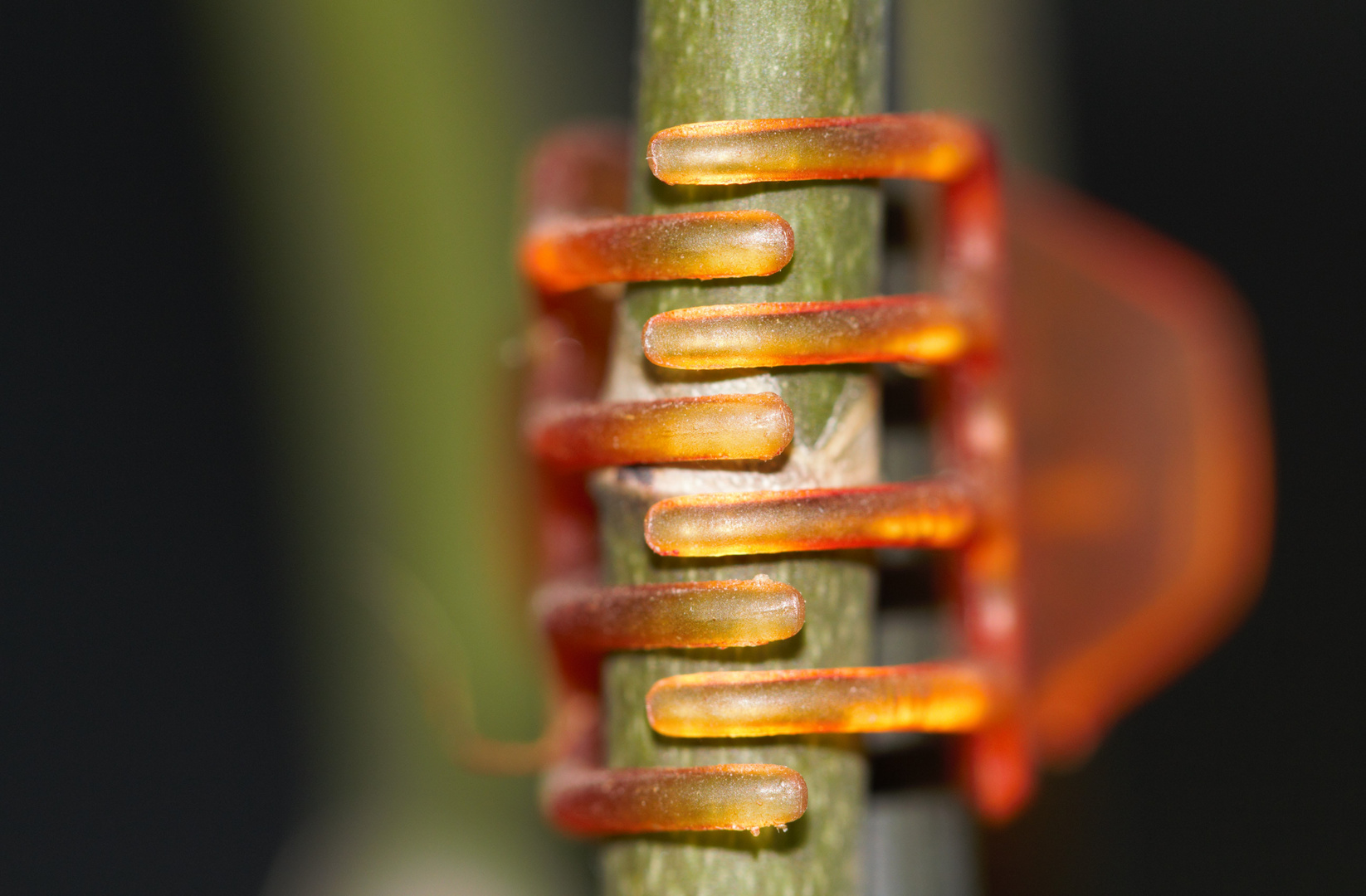 Kopflos, ratlos... Foto & Bild | fotos, world, makro Bilder auf ...