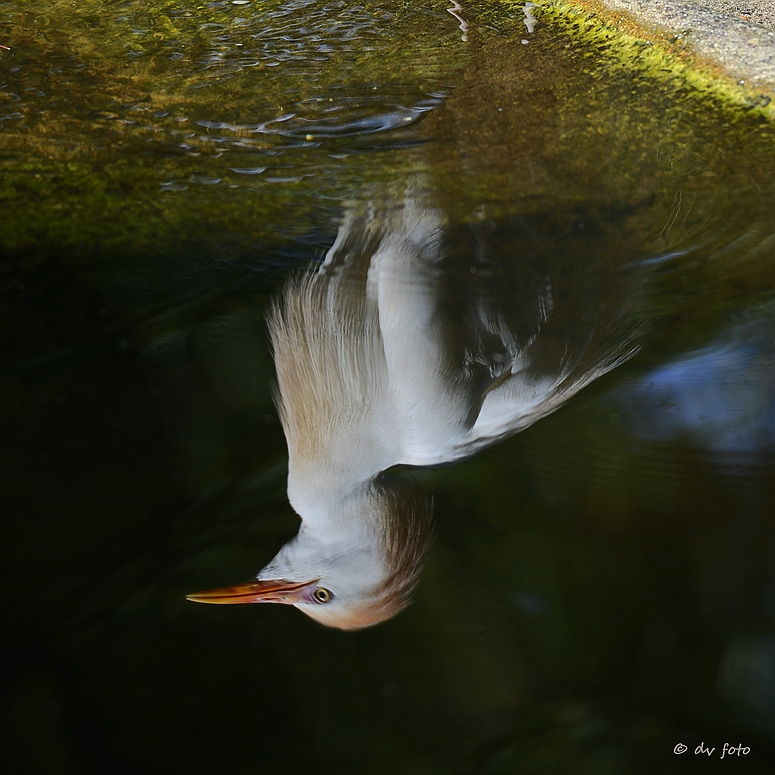 Kopfstand Foto & Bild | tiere, zoo, wildpark & falknerei, vögel Bilder ...