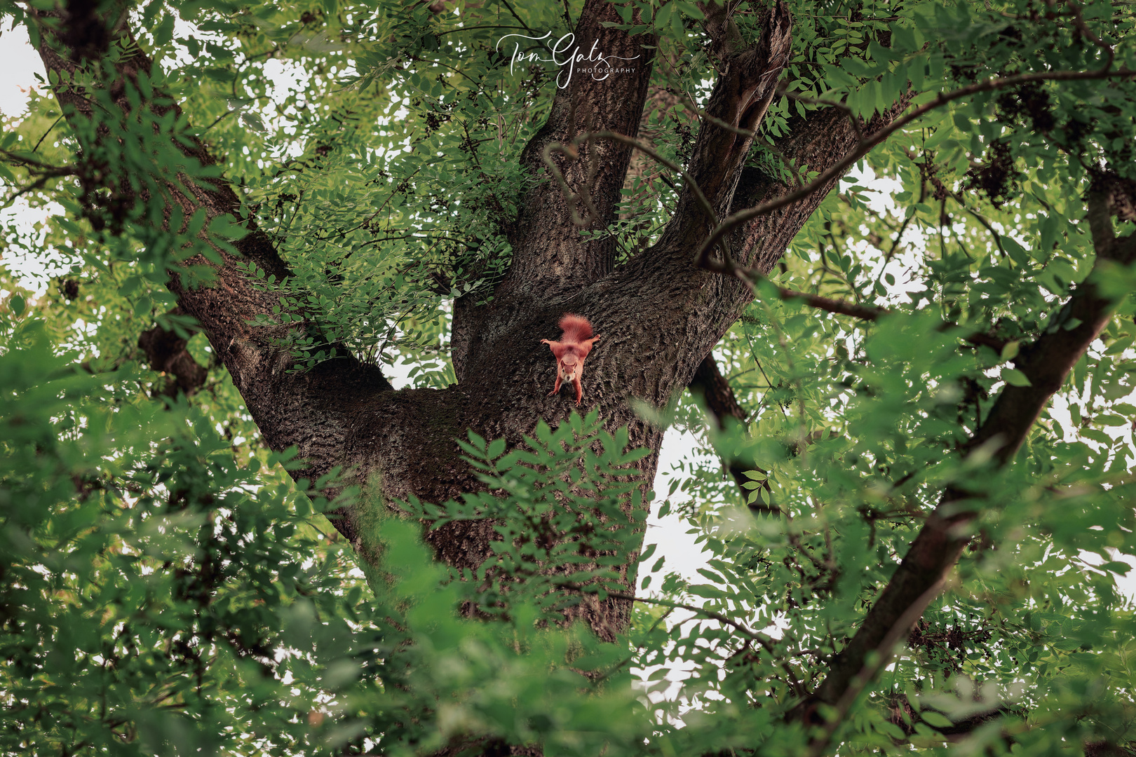 kopfüber Foto & Bild | tiere, wildlife, säugetiere Bilder auf fotocommunity