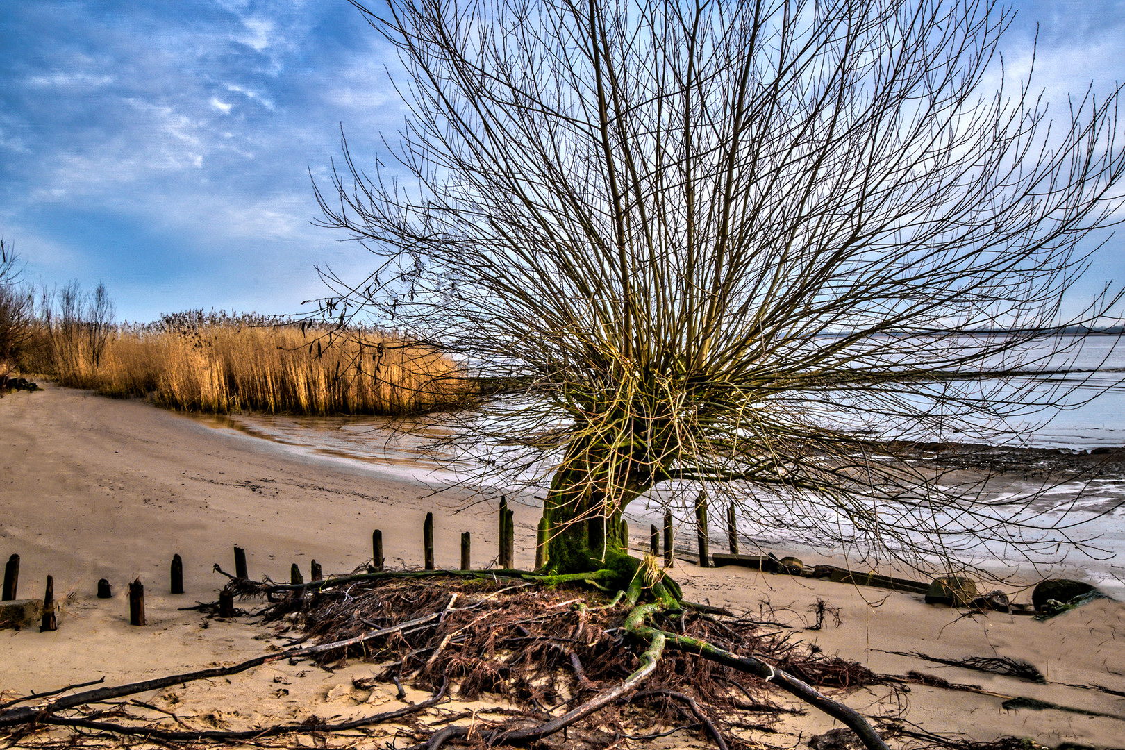 Kopfweide an der Unterelbe Foto & Bild | landschaft, bach, fluss & see ...