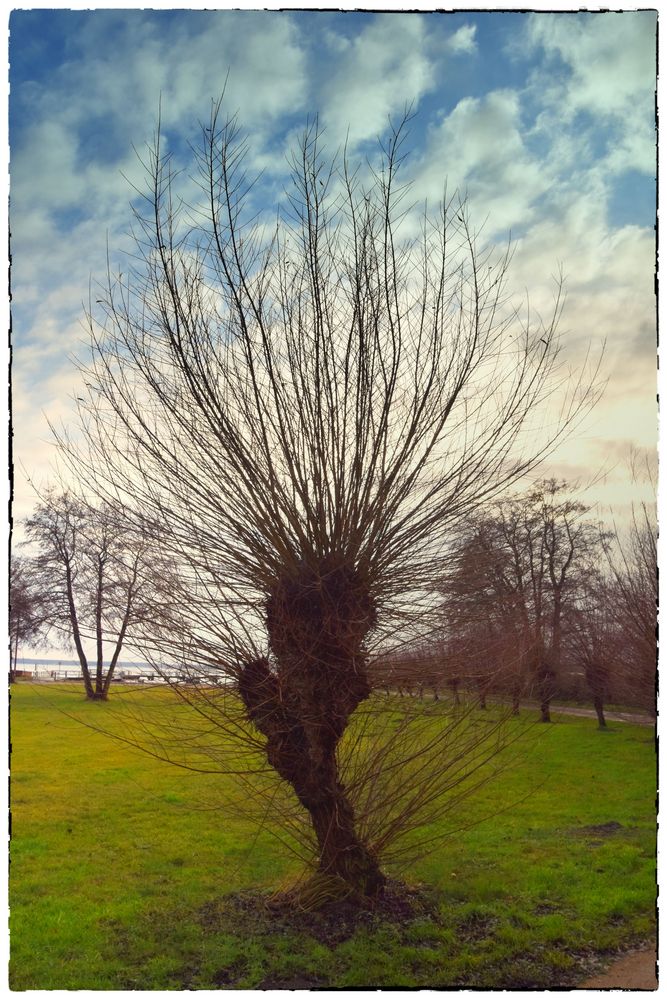 Kopfweide Foto & Bild | bäume, natur, pflanzen Bilder auf fotocommunity