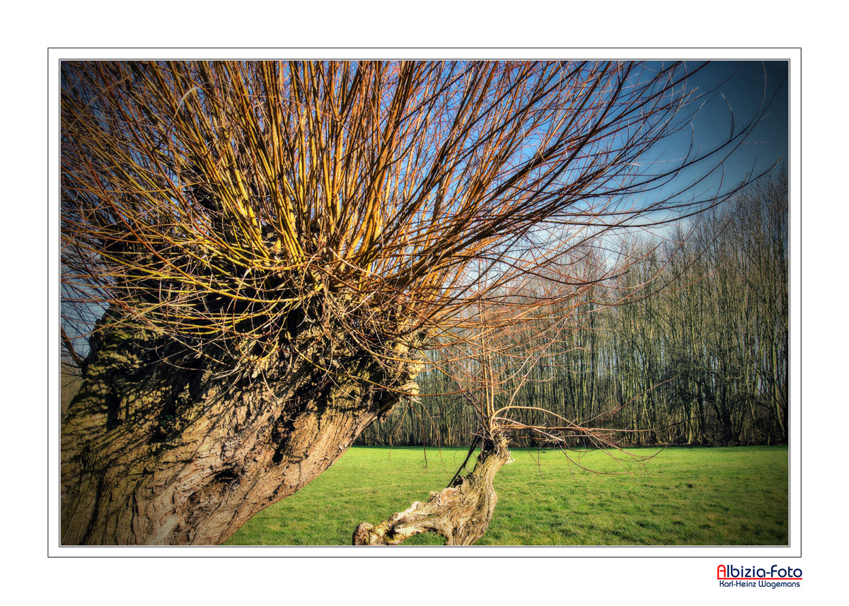 Kopfweide - es wird Frühling am Niederrhein Foto & Bild | natur ...