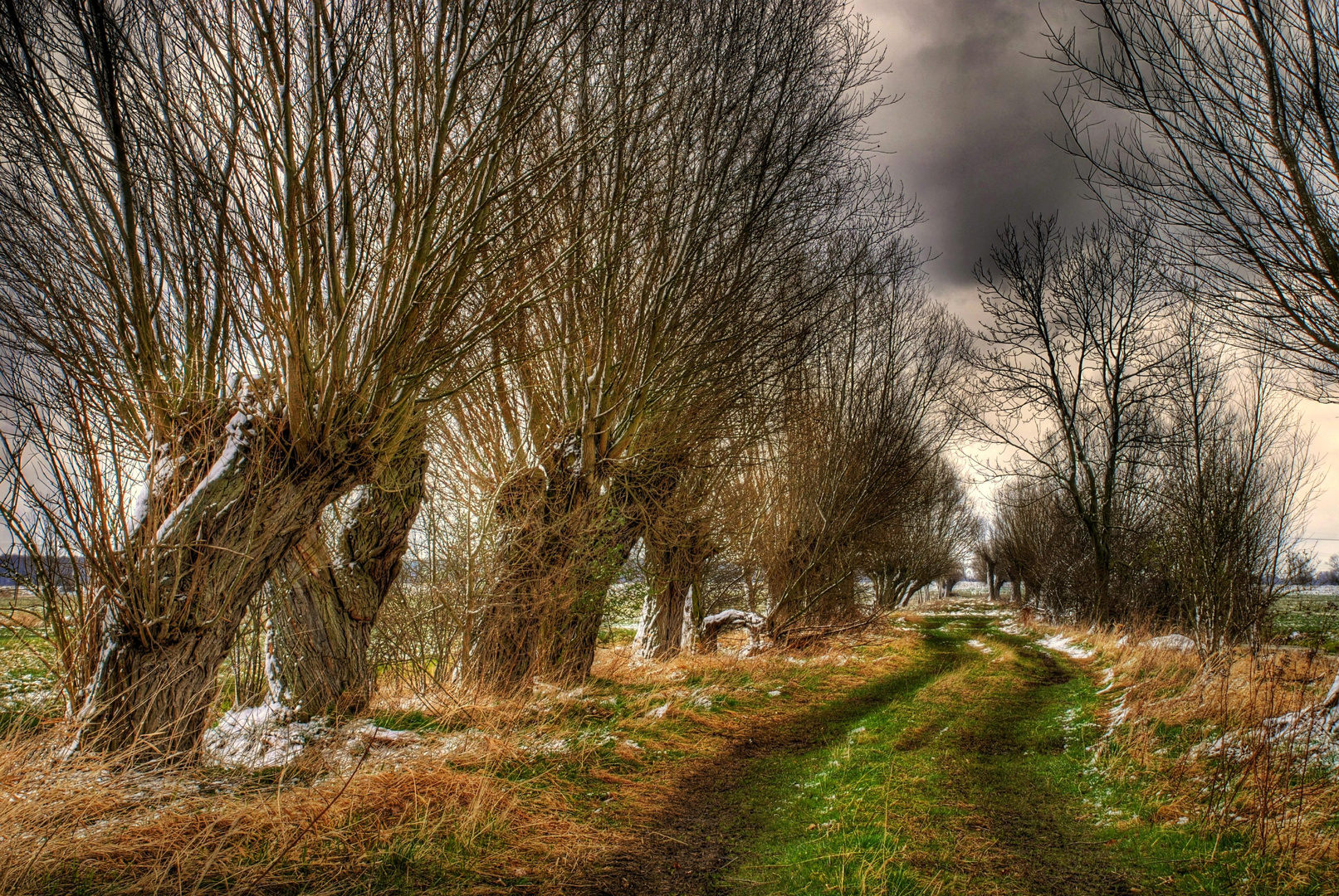 Kopfweiden Foto & Bild | landschaft, wege und pfade, natur Bilder auf ...