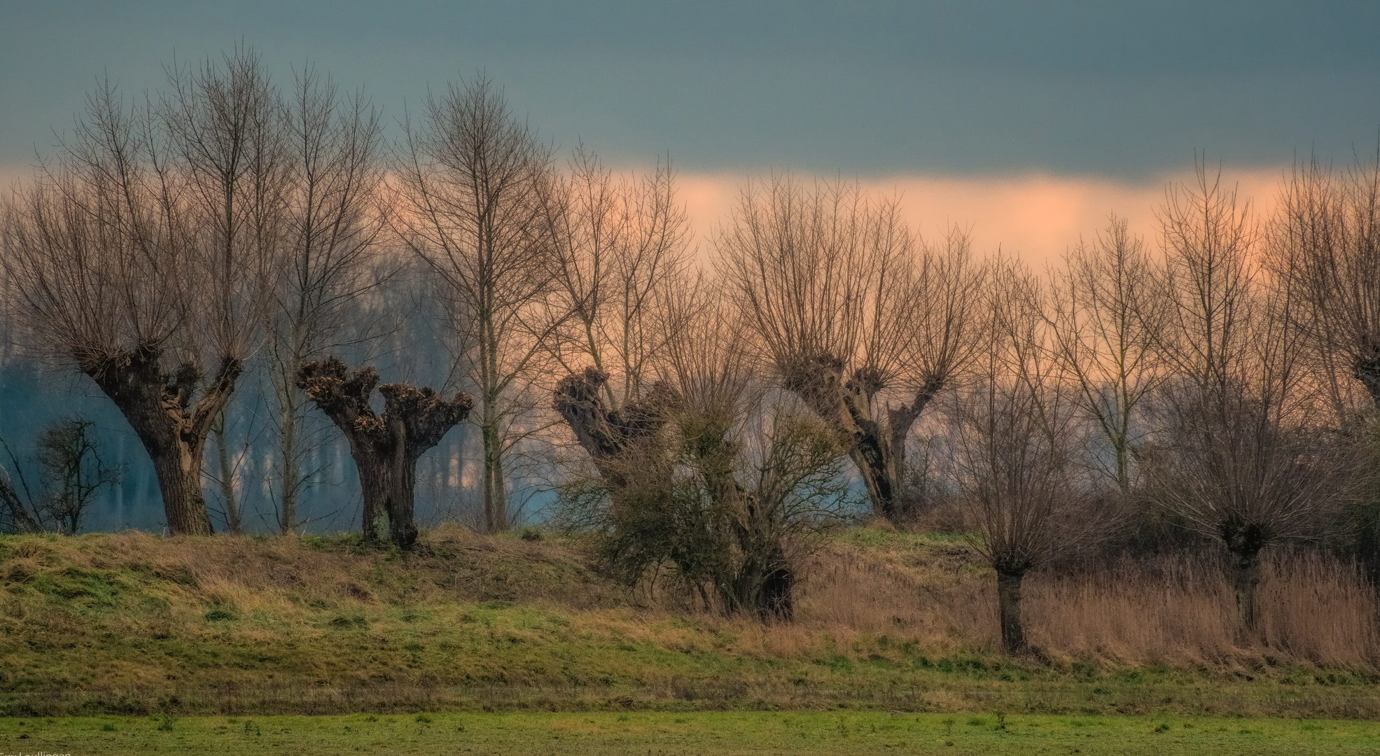 Kopfweiden Foto & Bild | outdoor, natur, landschaft Bilder auf ...