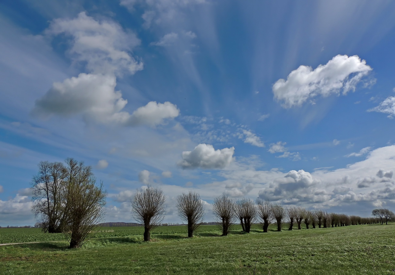 Kopfweiden Foto & Bild | landschaft, wege und pfade, landschaftsbilder ...