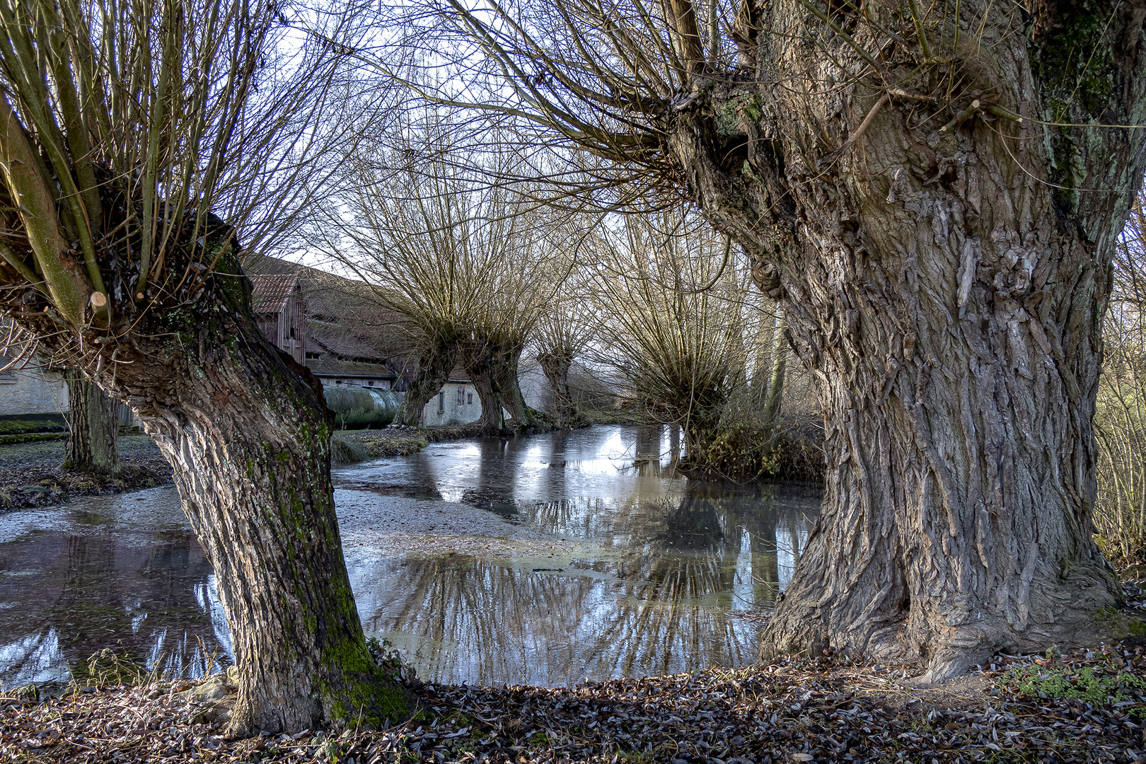 Kopfweiden Foto & Bild | spezial, bäume, natur Bilder auf fotocommunity