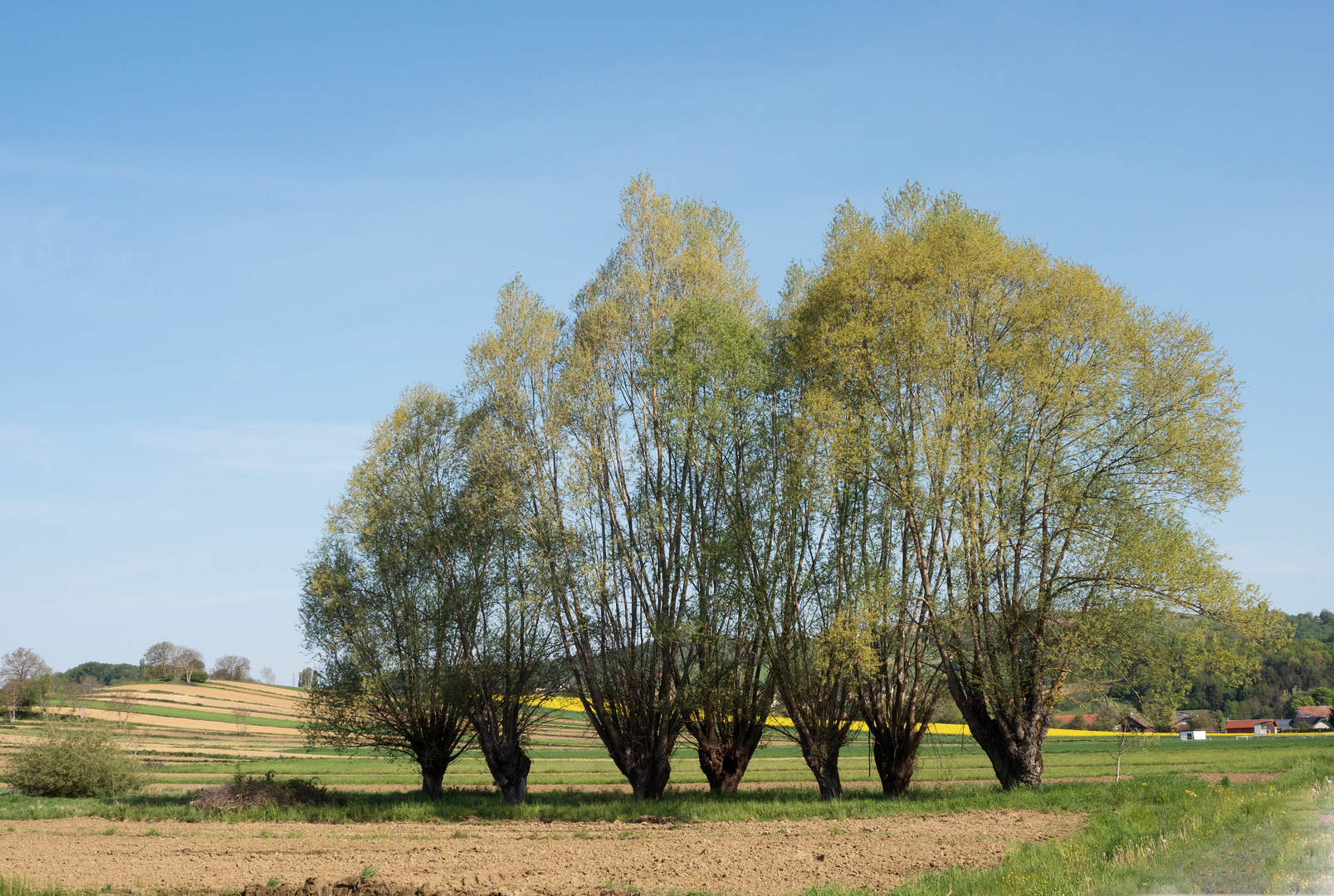 Kopfweiden Foto & Bild | europe, Österreich, landschaft Bilder auf ...
