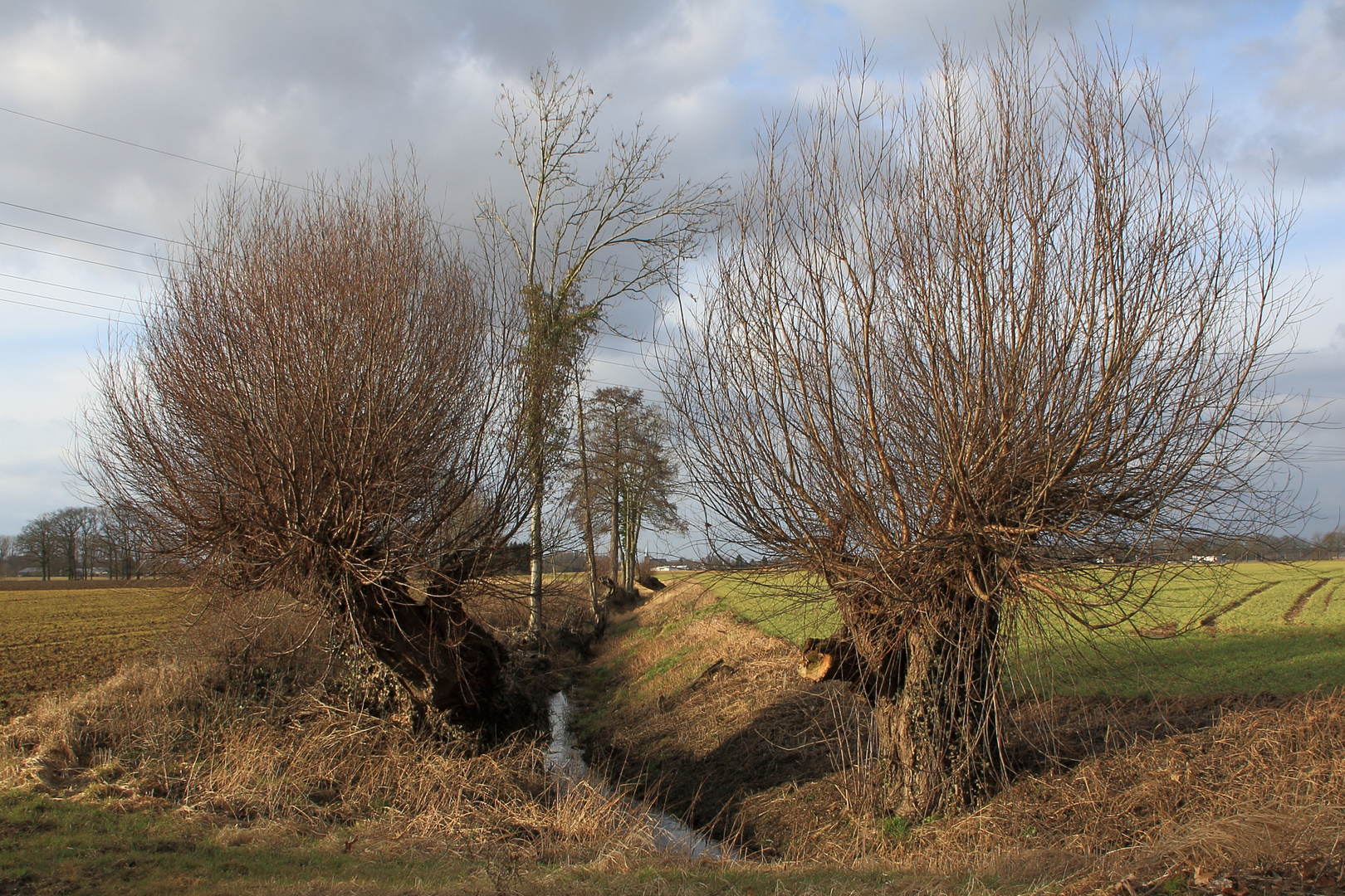 Kopfweiden.. Foto & Bild | landschaft, lebensräume, natur Bilder auf ...